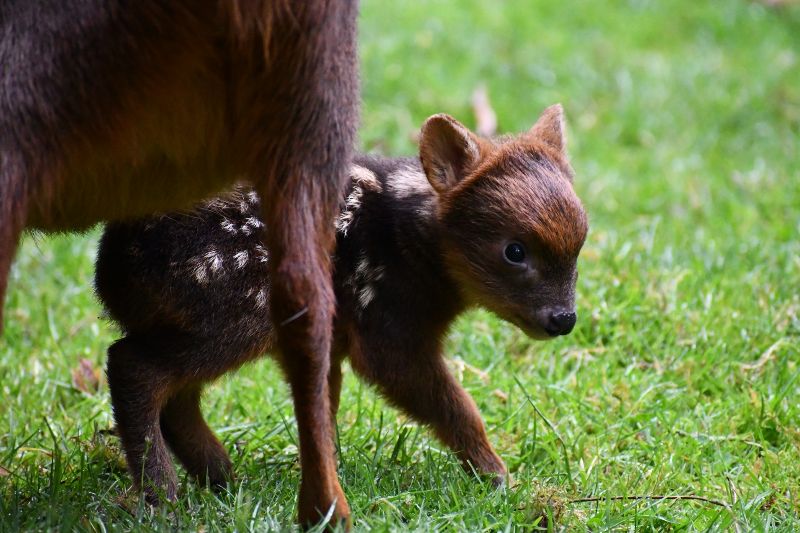 Woodland Park Zoo celebrates pudu birth; Smallest deer species in the ...